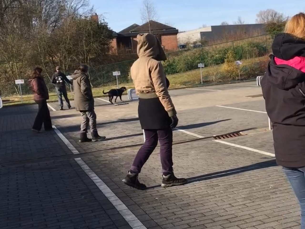 Group classes – Parallel walking | Happy And Relaxed Dogs